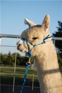 Alpaca Rope halters